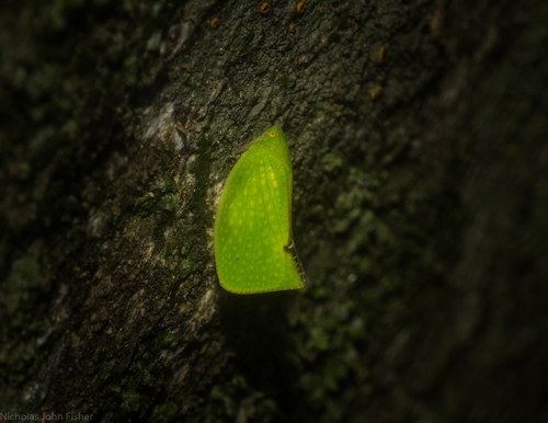 Siphanta similis · iNaturalist