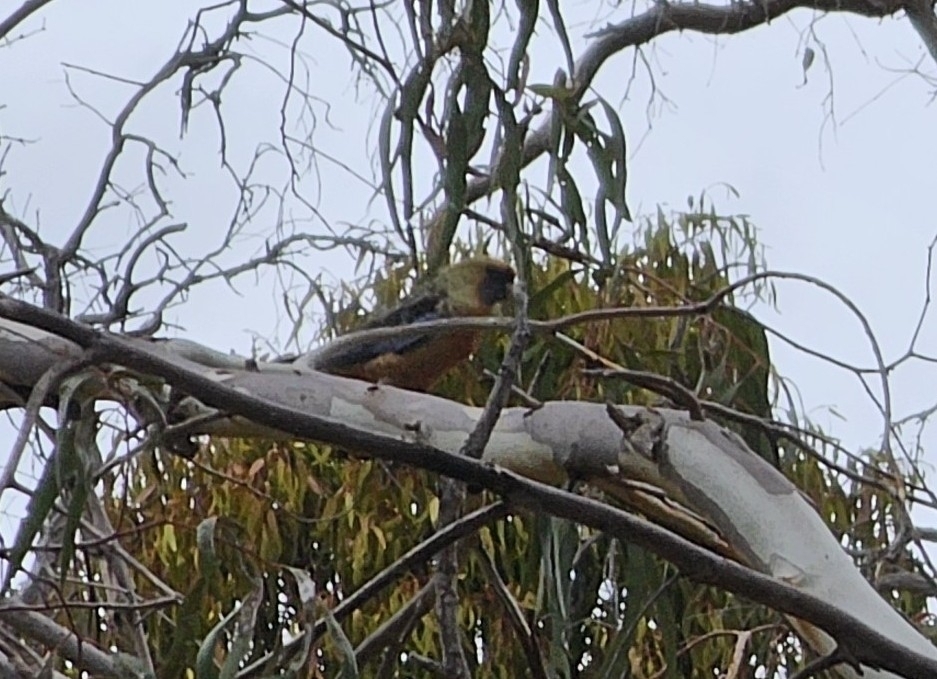 Crimson Rosella from Stop 32 Lyons Rd - North side, Hope Valley SA 5090 ...