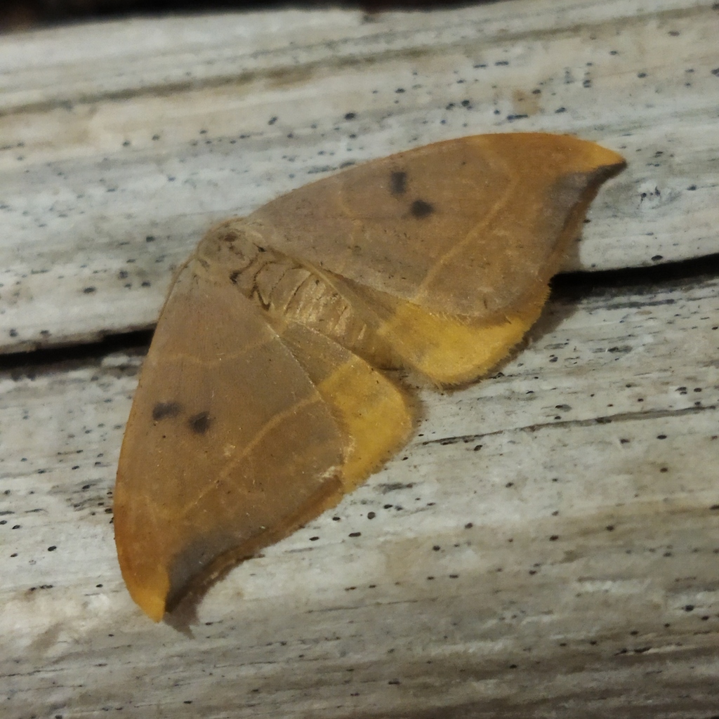 Oak Hook-tip from 4292 Dobri dol, Bulgaria on April 24, 2025 at 10:29 PM by SteveM4560. UVA F15W ...