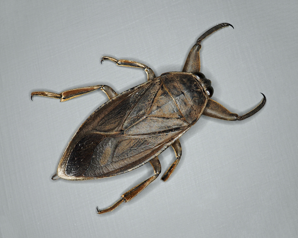 American Giant Water Bug from Salem, NH 03079, USA on April 25, 2025 at ...