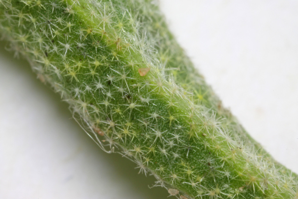 Gooseberryleaf Globemallow (Sphaeralcea grossulariifolia) - Botanical Realm
