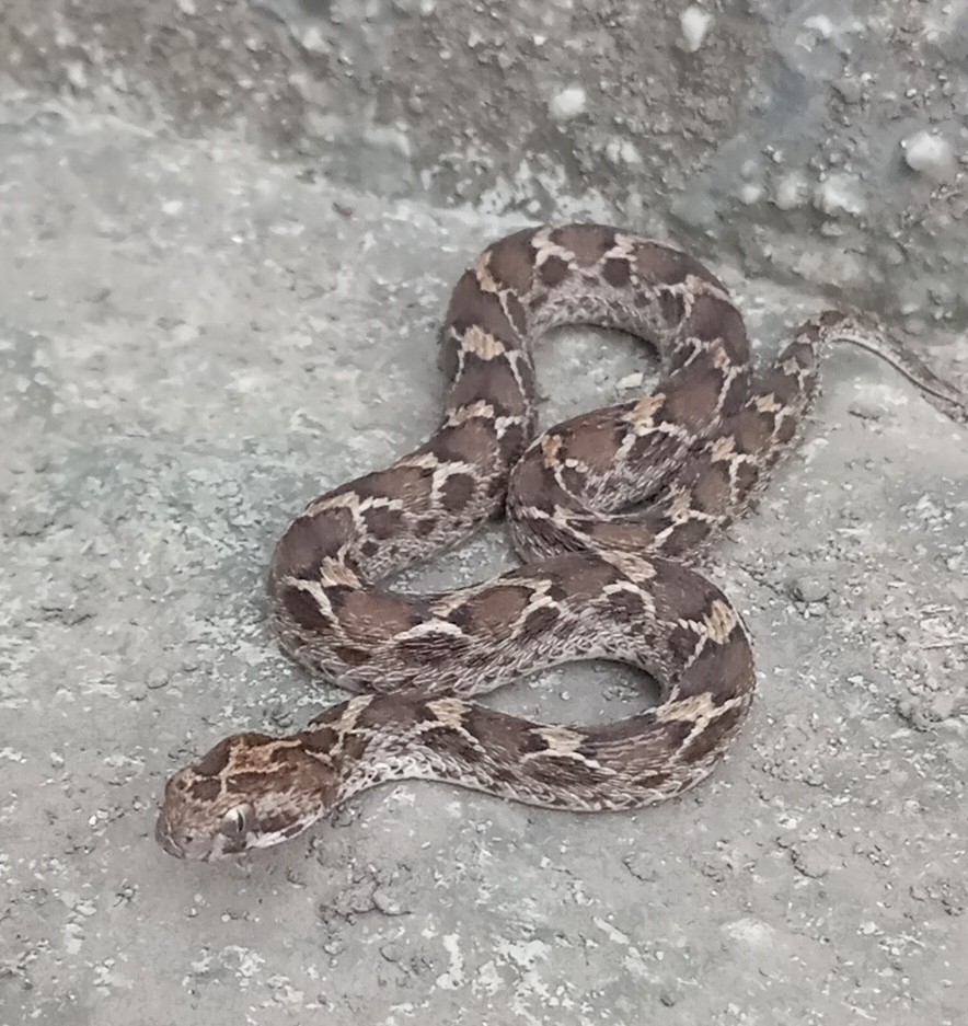 Indian saw-scaled viper from Plot no 460 galli no.16 b, Hari Om Nagar ...