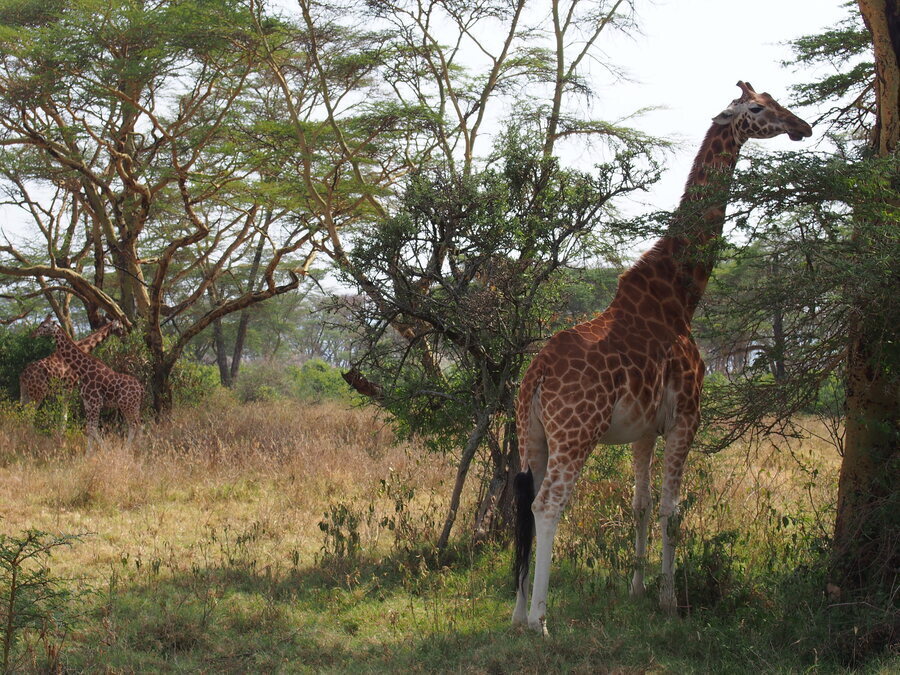 Rothschild's Giraffe in February 2014 by JR Ferrer-Paris · iNaturalist