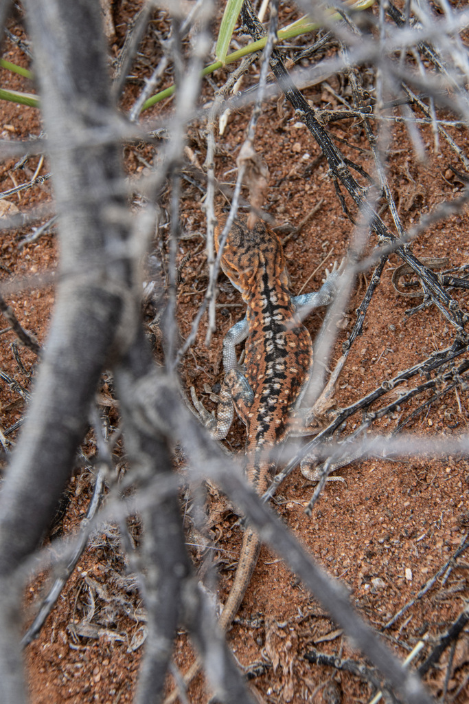 Painted Dragon from Broken Hill NSW 2880, Australia on April 9, 2023 at ...