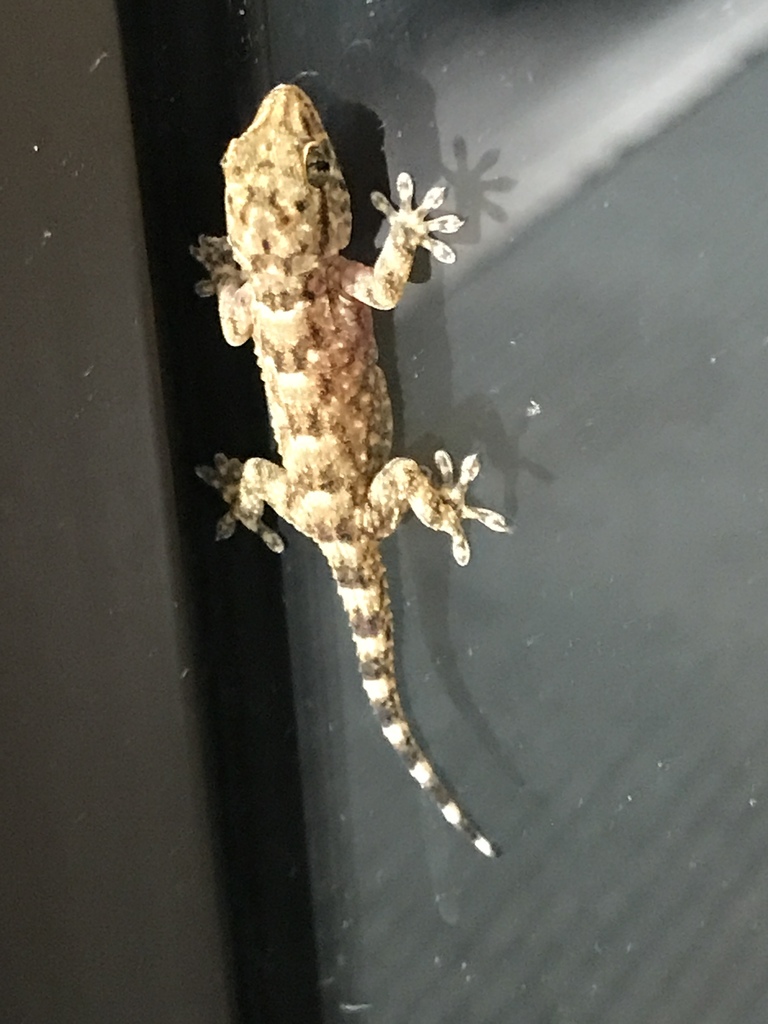 Ringed Wall Gecko from Greenwood, AR 72936, USA on August 23, 2019 at ...