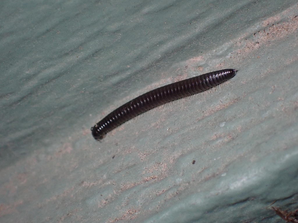 Portuguese Millipede from Bundoora Park Farm, Bundoora, VIC, AU on ...