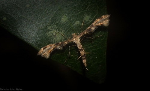 Genus Hexadactilia · iNaturalist