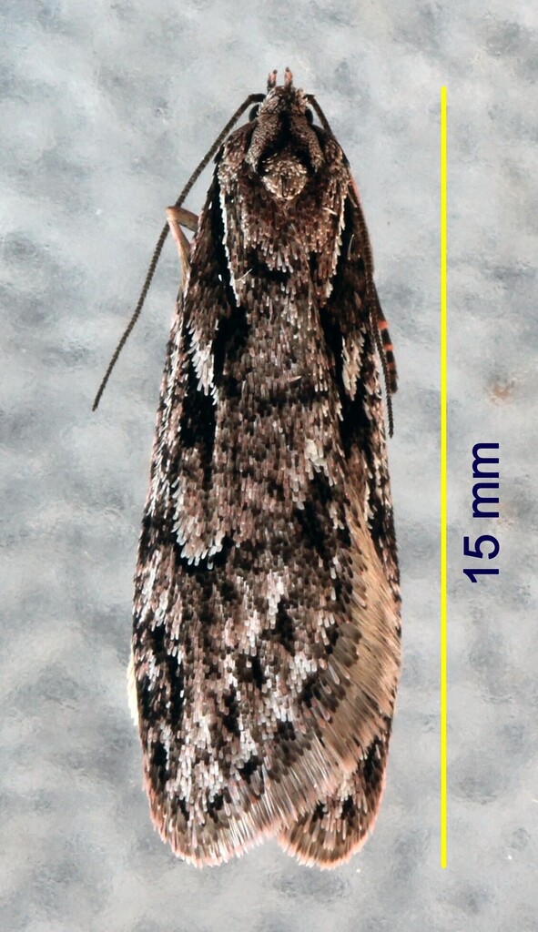 Aurora Flatbody Moth from Capitale-Nationale, QC, Canada on April 25 ...