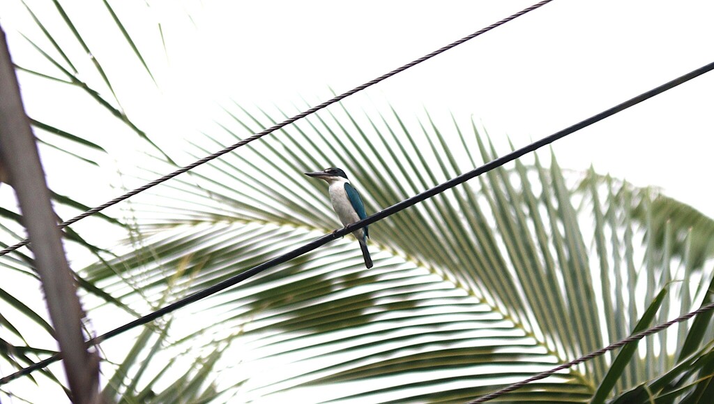Collared Kingfisher from Bobon, Mati, Davao Oriental, Philippines on ...