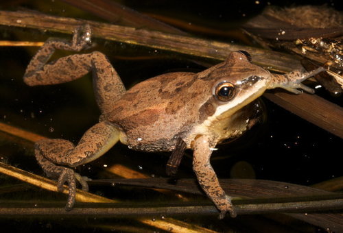 New Jersey Chorus Frog (Frogs and Toads of Virginia) · iNaturalist
