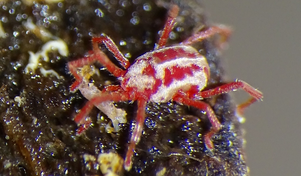 Ácaro de terciopelo rojo (Guía de Artrópodos de la Provincia de ...