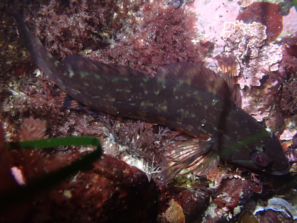 Rock Greenling (Hexagrammos lagocephalus) - Marine Life Identification