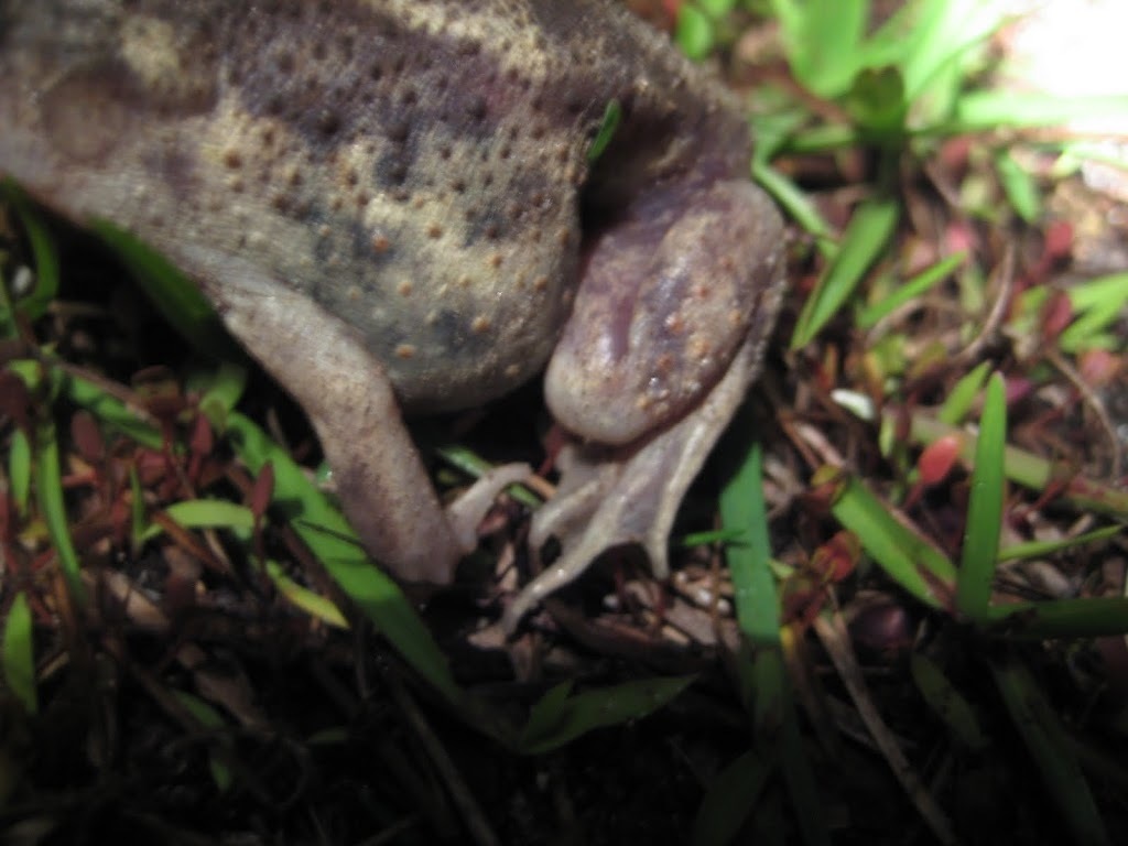 Eastern Spadefoot (Frogs and Toads of Virginia) · iNaturalist