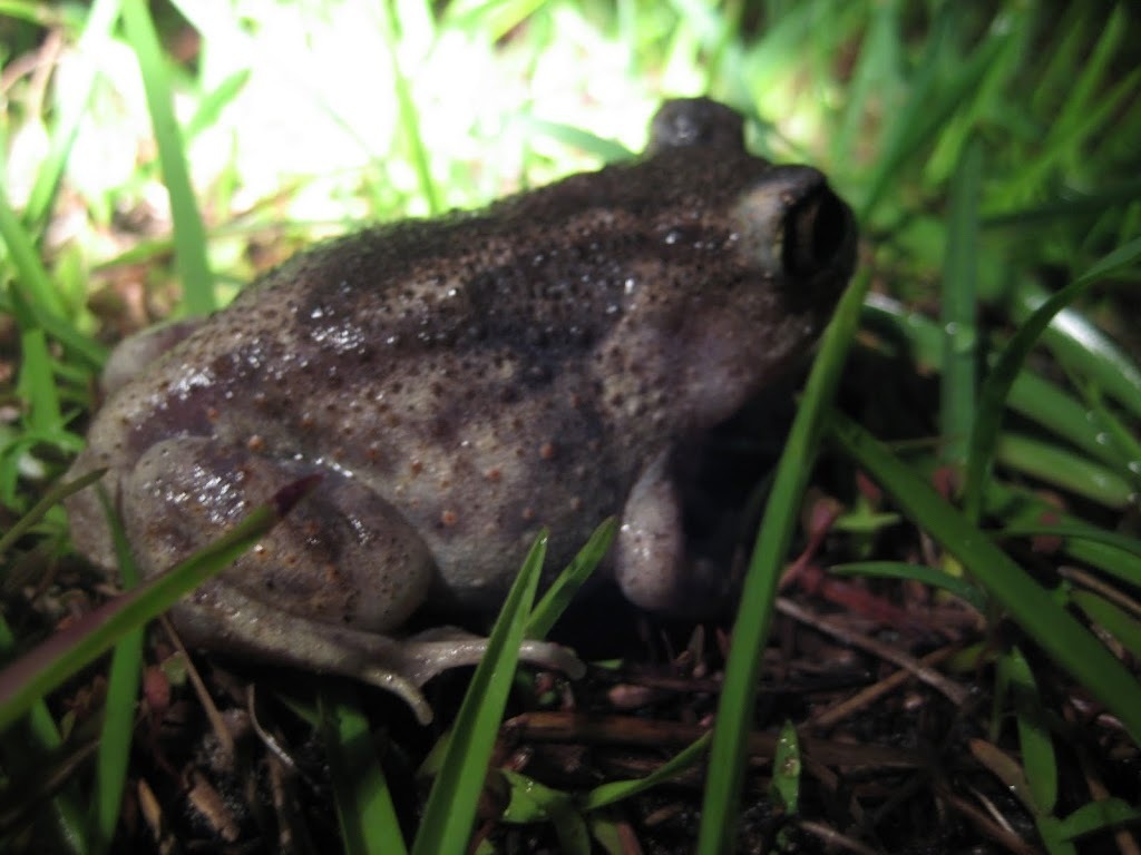 Eastern Spadefoot (Frogs and Toads of Virginia) · iNaturalist