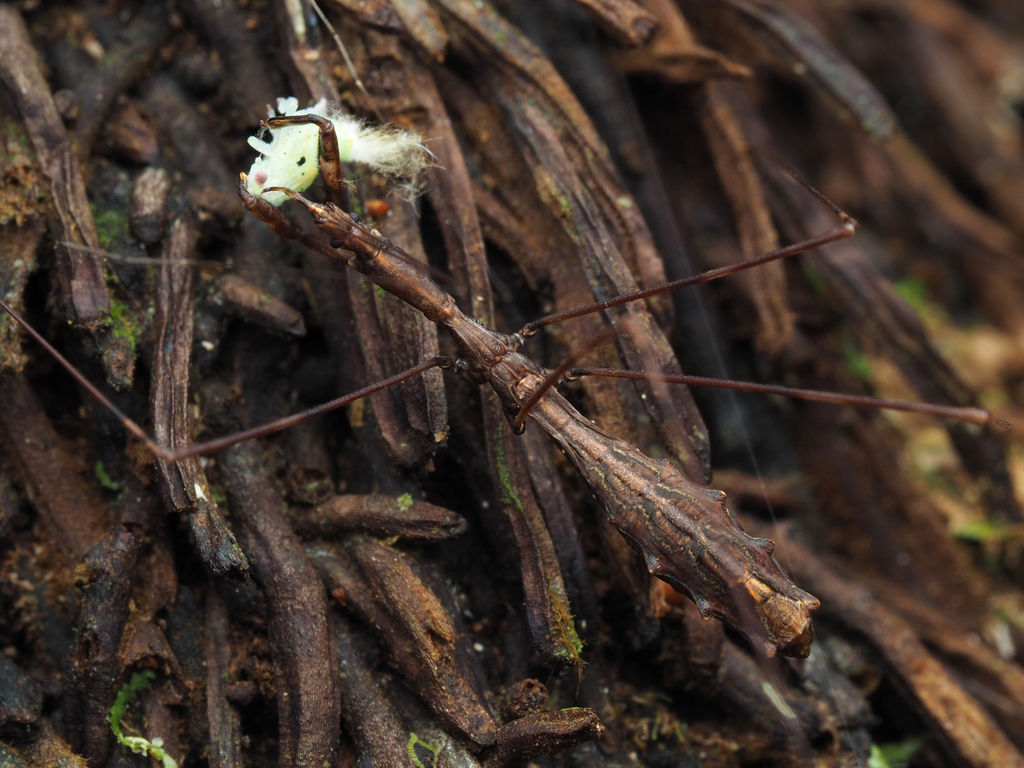 Ploiaria antipodum from Oropi 3173, New Zealand on April 25, 2025 at 12 ...