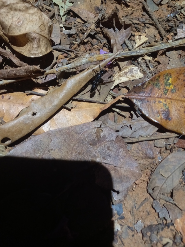 Wolf Ant from Remire-Montjoly 97354, Guyane française on April 25, 2025 ...