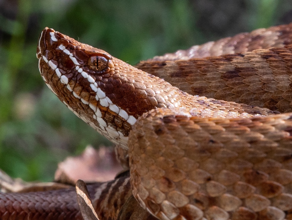 Del Nido Ridge-nosed Rattlesnake (Crotalus willardi amabilis) - Snakes ...