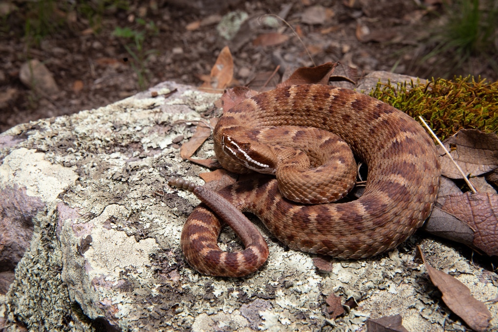 Del Nido Ridge-nosed Rattlesnake (Crotalus willardi amabilis) - Snakes ...
