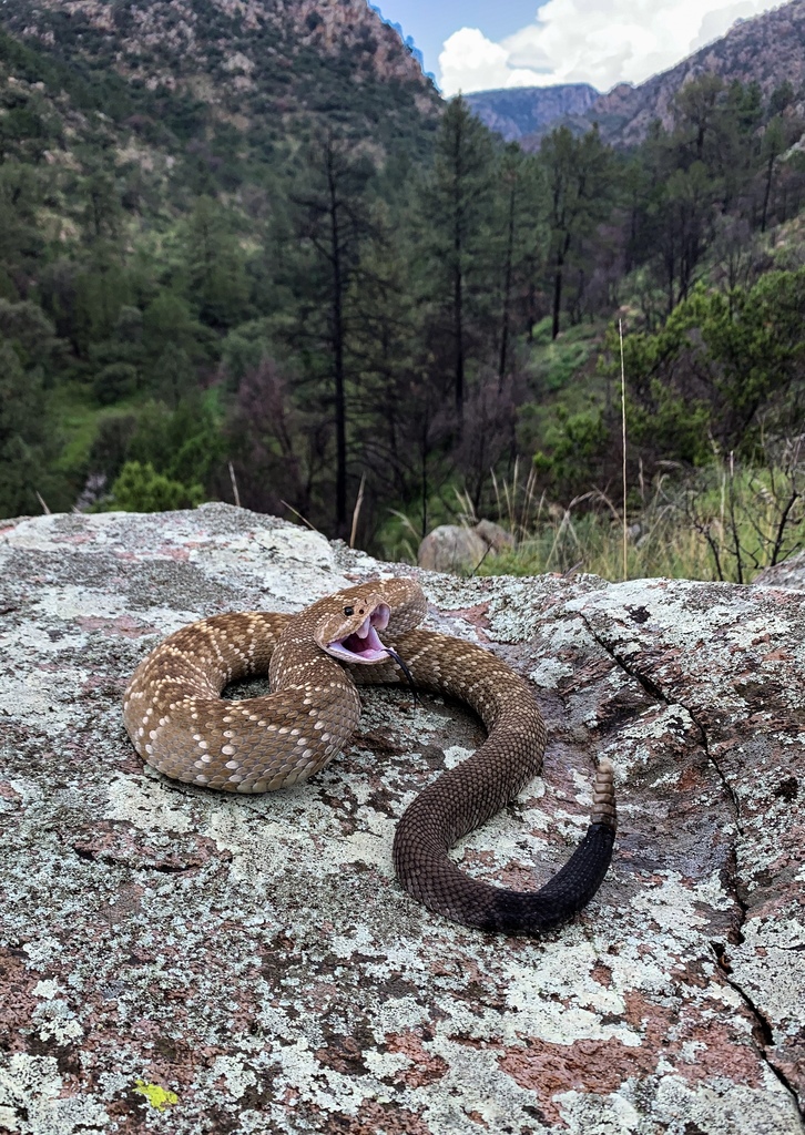 Crotalus Molossus