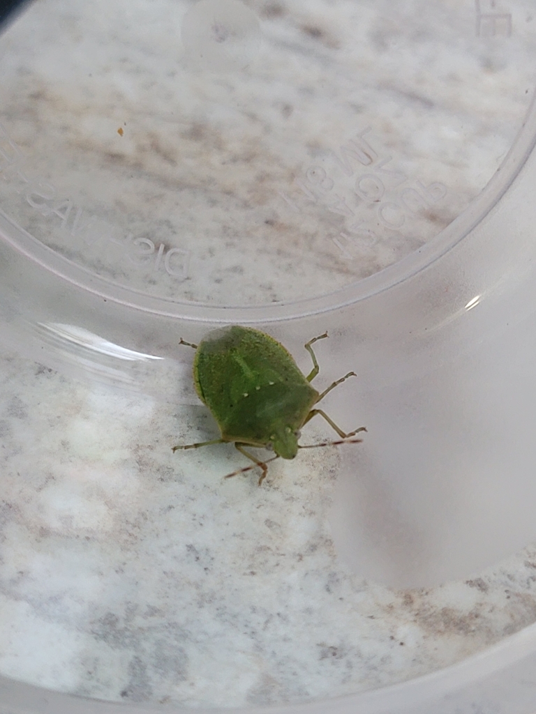 Southern Green Stink Bug from Orting on April 15, 2025 at 02:26 AM by ...
