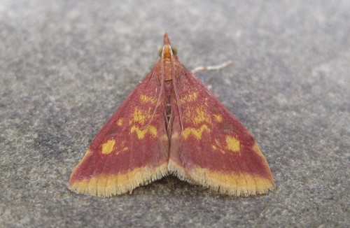 Mint-loving Pyrausta Moth and Allies (Section Pyrausta acrionalis ...