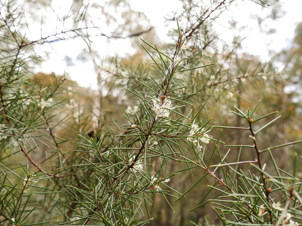 Bushy needlebush from Mittagong NSW 2575, Australia on September 17 ...