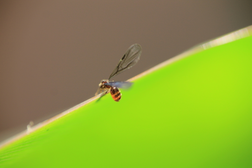 Myrmicine Ants from Kennedy, Bogotá, Colombia on April 2, 2025 at 09:53 ...