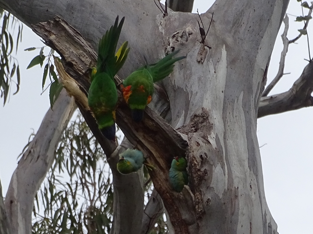 Rainbow Lorikeet from Grasby Memorial Park, Balhannah SA 5242 ...