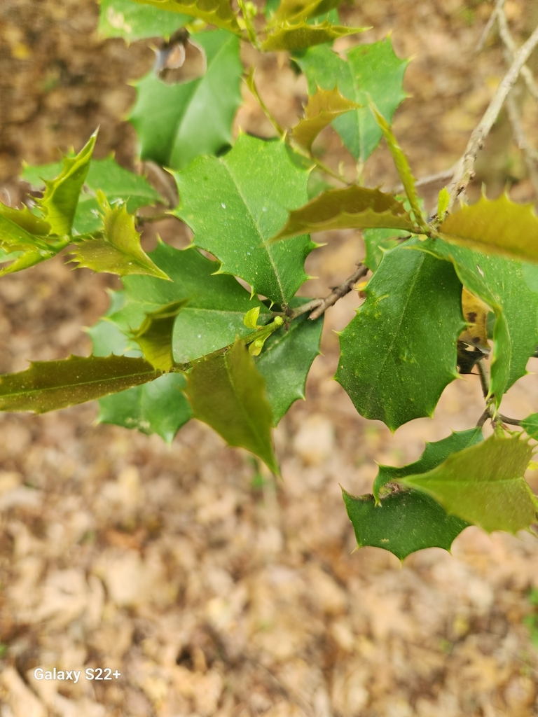 American holly from Reston, VA 20191, USA on April 25, 2025 at 10:34 AM ...