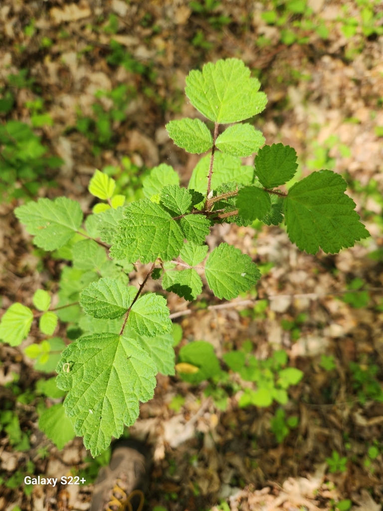 wineberry from Reston, VA 20191, USA on April 25, 2025 at 10:35 AM by ...