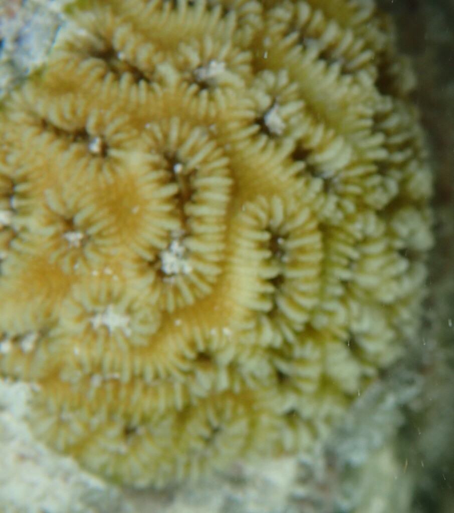 Elliptical Star Coral (Caribbean Coral: Shallow Water Stony Corals ...