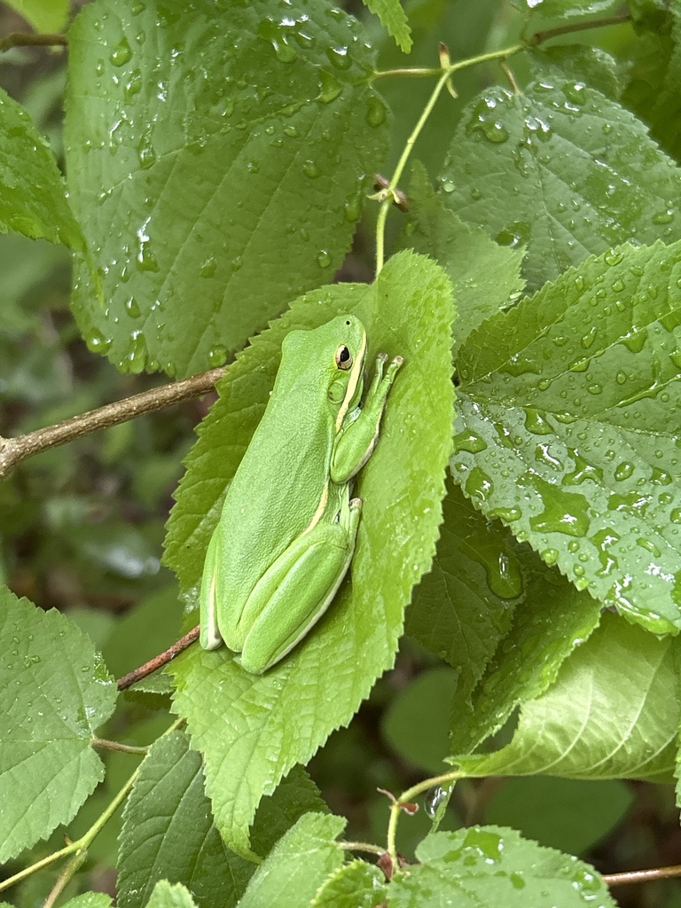 Green Treefrog from Charlotte, NC, US on April 25, 2025 at 10:57 AM by ...