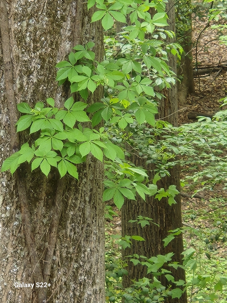 Virginia creeper from Reston, VA 20191, USA on April 25, 2025 at 11:38 ...