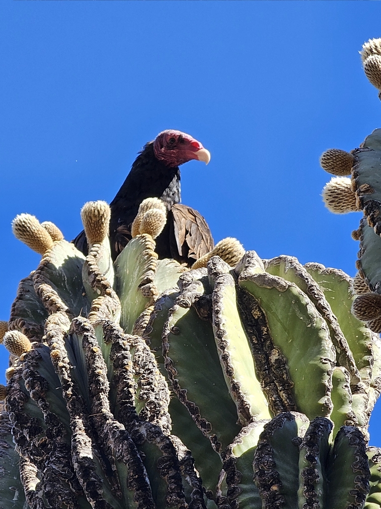Cardón desde 23893 B.C.S., México el 25 de abril de 2025 a las 08:07 AM ...