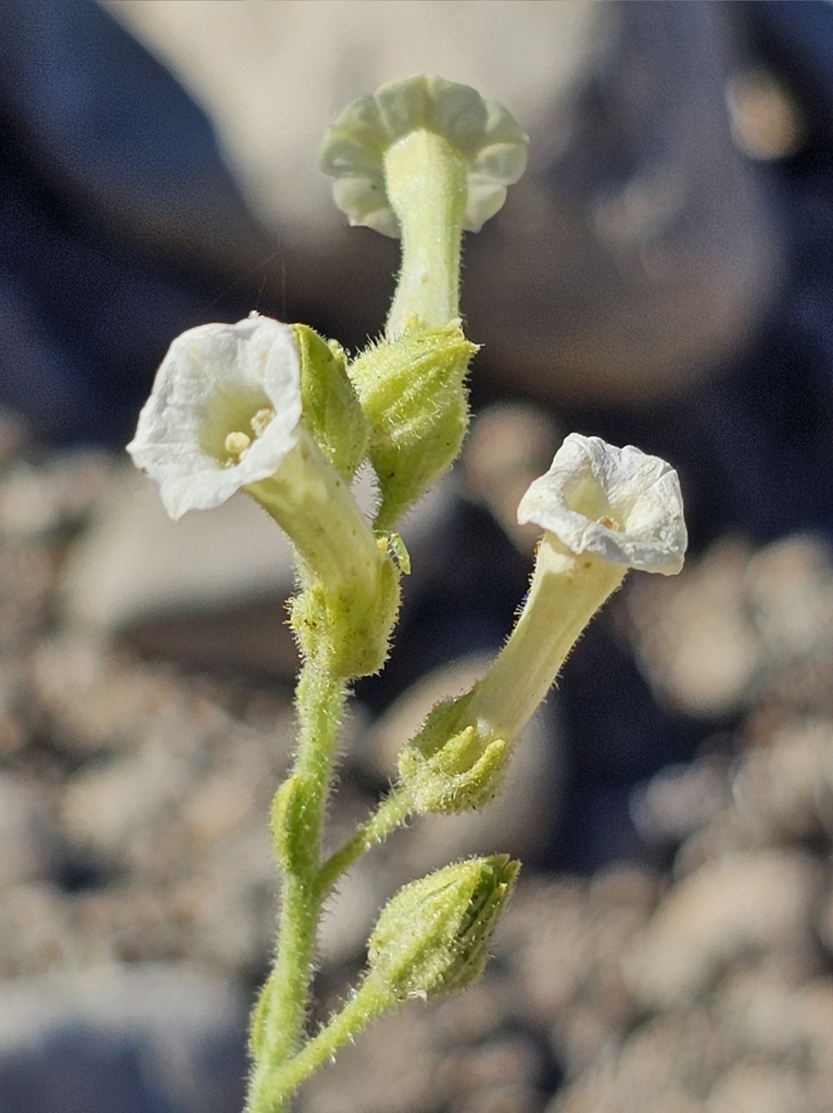 desert tobacco from 23893 B.C.S., México on April 25, 2025 at 08:01 AM ...