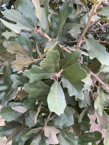 Post Oak (Trees of Appalachia) · iNaturalist