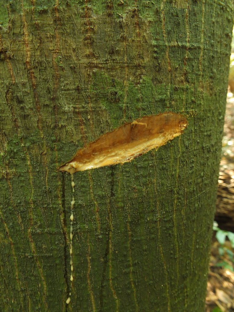 Upas tree (Antiaris toxicaria) - Botanical Realm