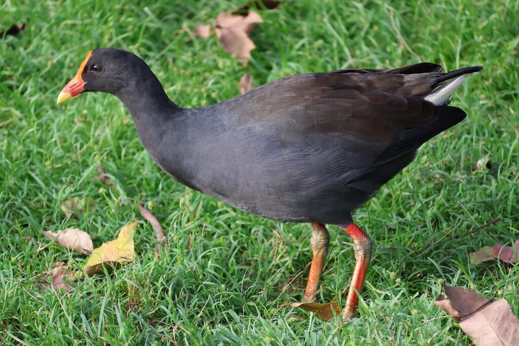 Australian Dusky Moorhen from Gympie QLD 4570, Australia on April 21 ...