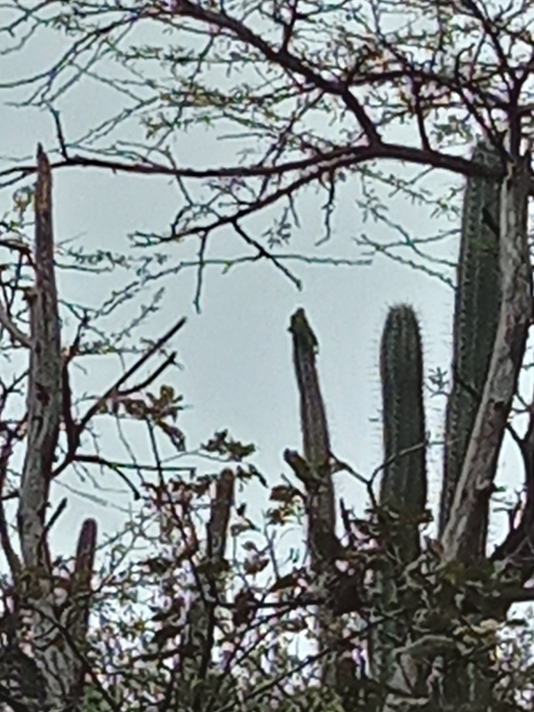 Curaçao Brown-throated Parakeet from Curaçao on April 25, 2025 at 12:38 ...