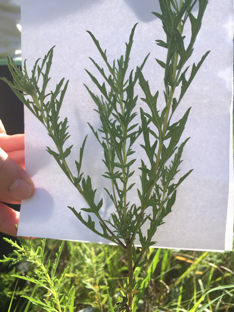western ragweed from Rice University, Houston, TX, US on September 17 ...