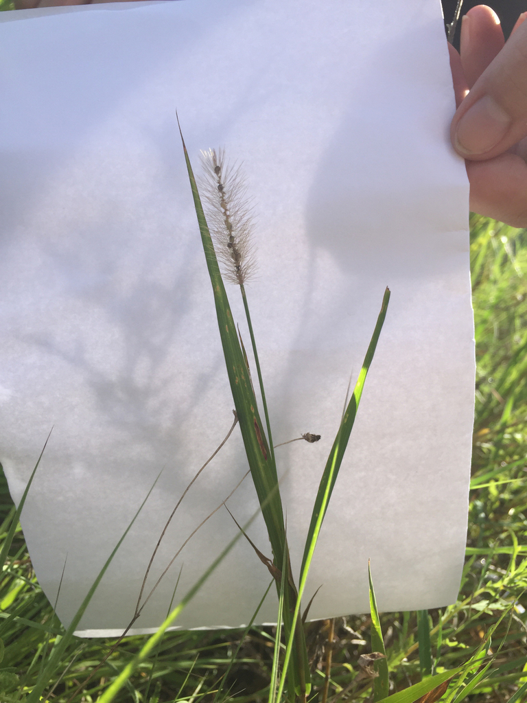 Knot Root Bristle Grass (Grasses of Table Mountain & the Cape Peninsula ...