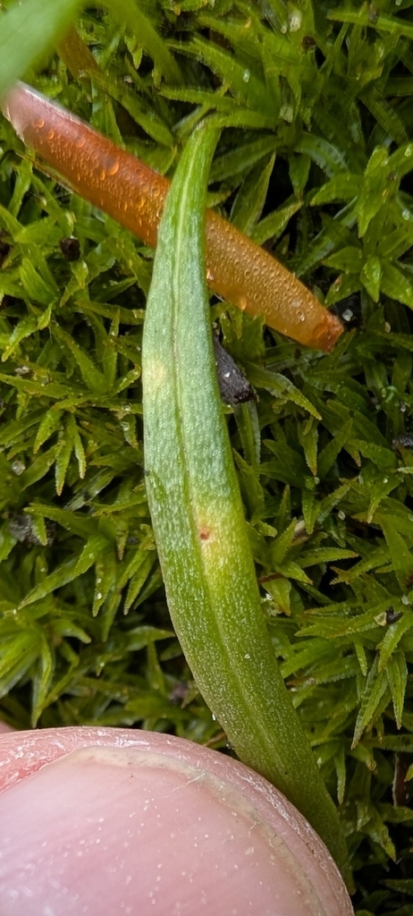 spring beauty rust from Liberty Township, IN, USA on April 25, 2025 at ...