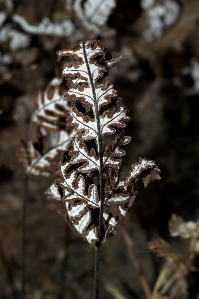 (Aleuritopteris bicolor) - Botanical Realm