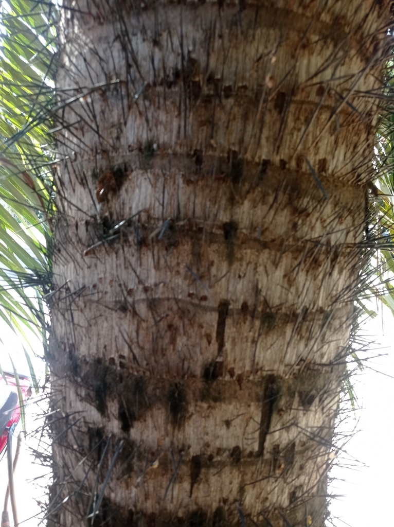 totai palm from Trinidad, Bolivia on April 25, 2025 at 03:14 PM by Pepe ...