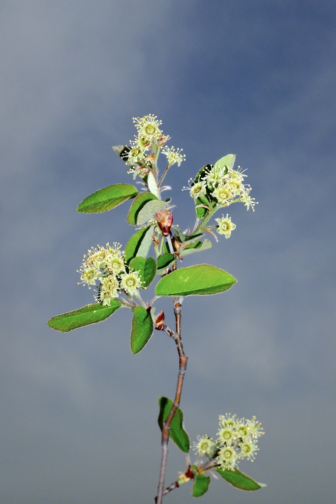 Nantucket Shadbush in April 2025 by Nathan Aaron · iNaturalist
