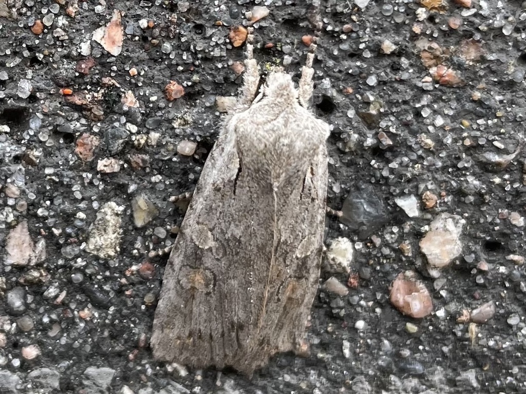 Ashen Pinion from Stony Brook University, Stony Brook, NY, US on April ...