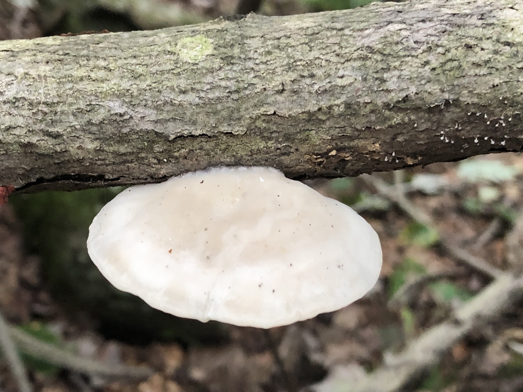White Cheese Polypore from Hetzel Rd, Waymart, PA, US on August 24 ...