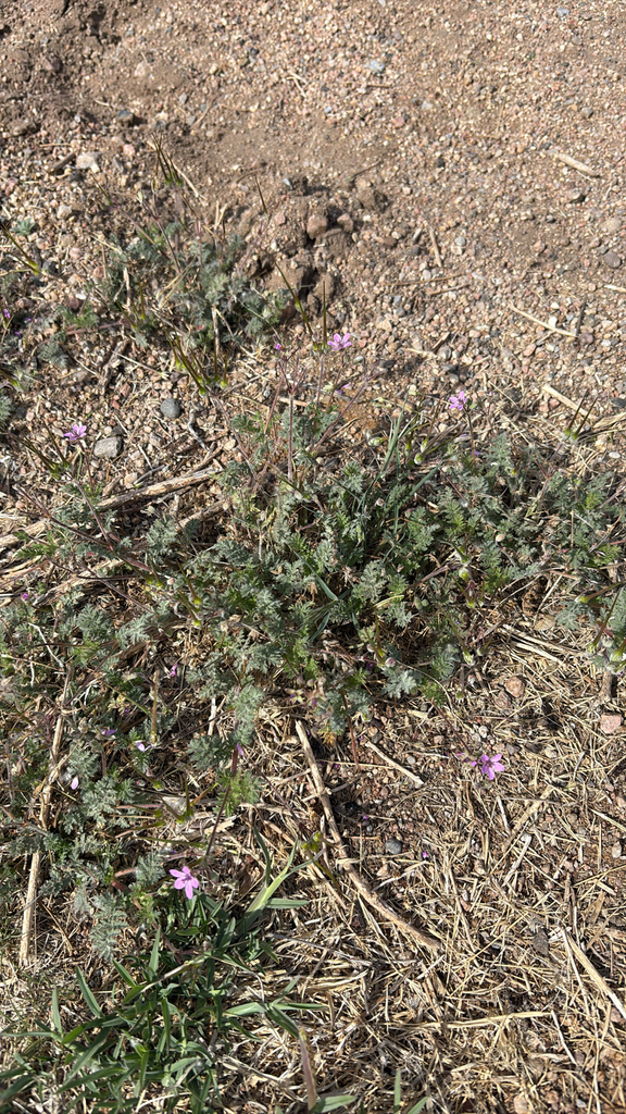 Redstem Stork's-bill from Lowell St NE, Albuquerque, NM, US on April 25 ...