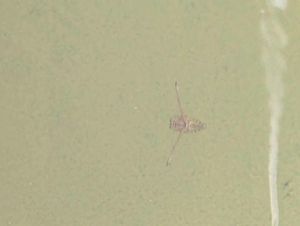 Milky Backswimmers from Provincia di Sassari, Italia on April 21, 2025 ...