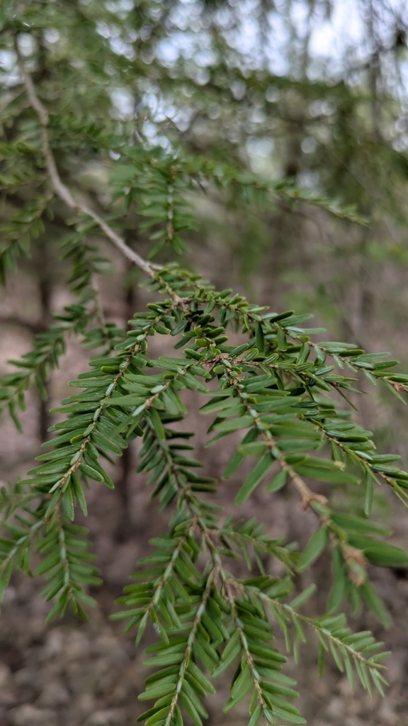 eastern hemlock from Two Rivers, WI, USA on April 25, 2025 at 10:59 AM ...